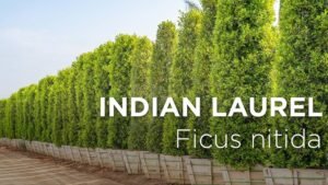 The Double-Edged Sword: Navigating ficus nitida hedge problems in 2025 ...